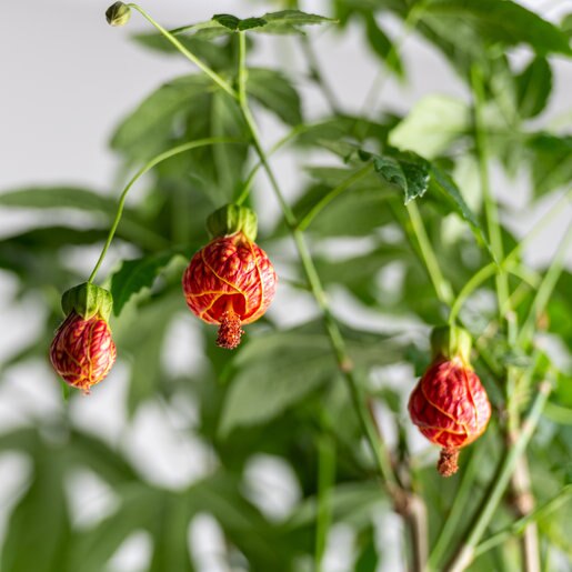 Abutilon X Tiger Eye Flowering Maple | SiteOne