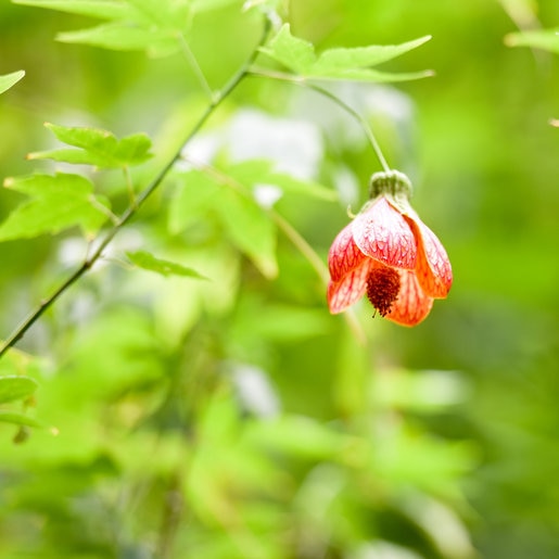 Abutilon X Tiger Eye Flowering Maple | SiteOne