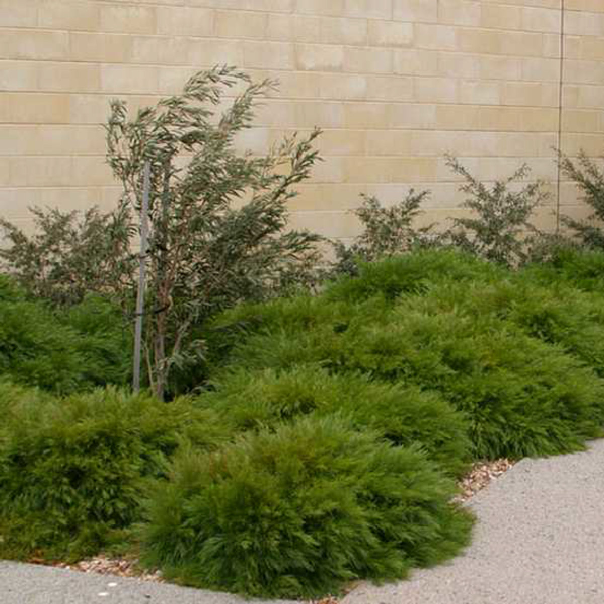 Acacia Cognata Cousin Itt Little River Wattle | SiteOne