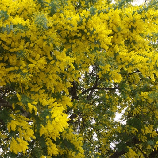Acacia Baileyana Cootamundra Wattle | SiteOne