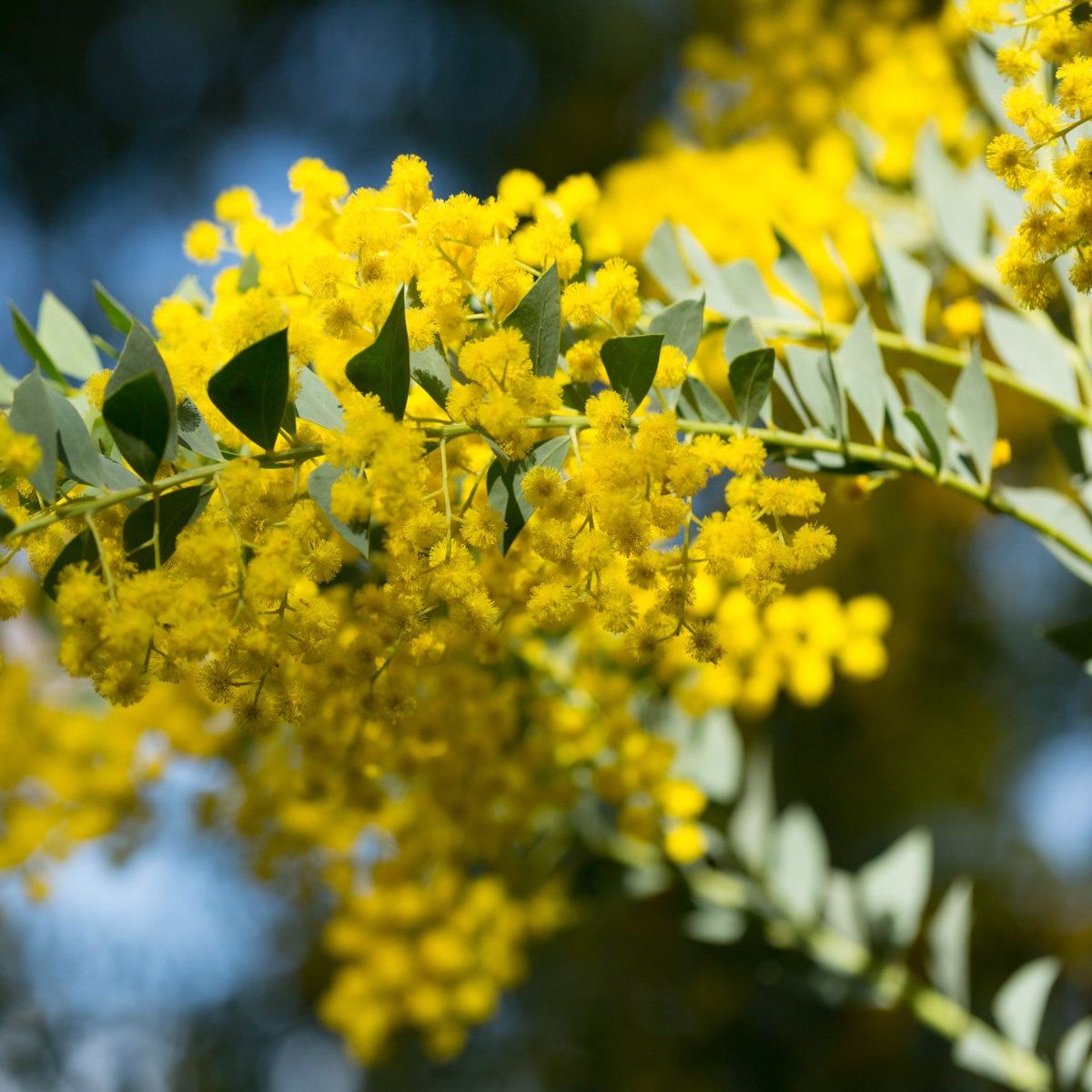 Acacia Cultriformis Knife Leaf Wattle | SiteOne