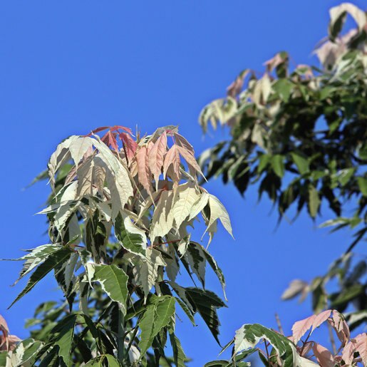 Acer Negundo Flamingo Box Elder Maple | SiteOne