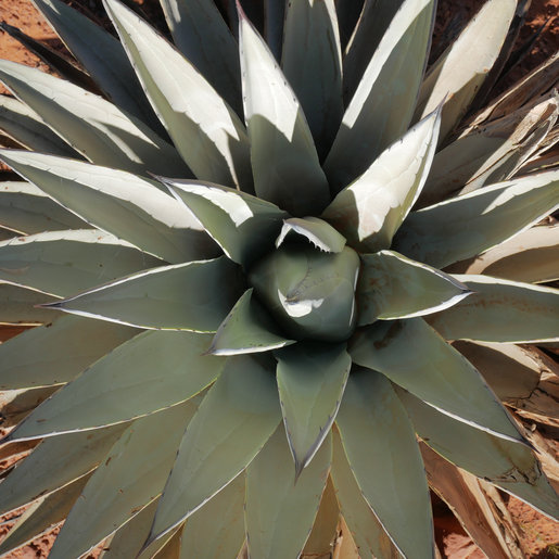 Agave Deserti Desert Agave | SiteOne