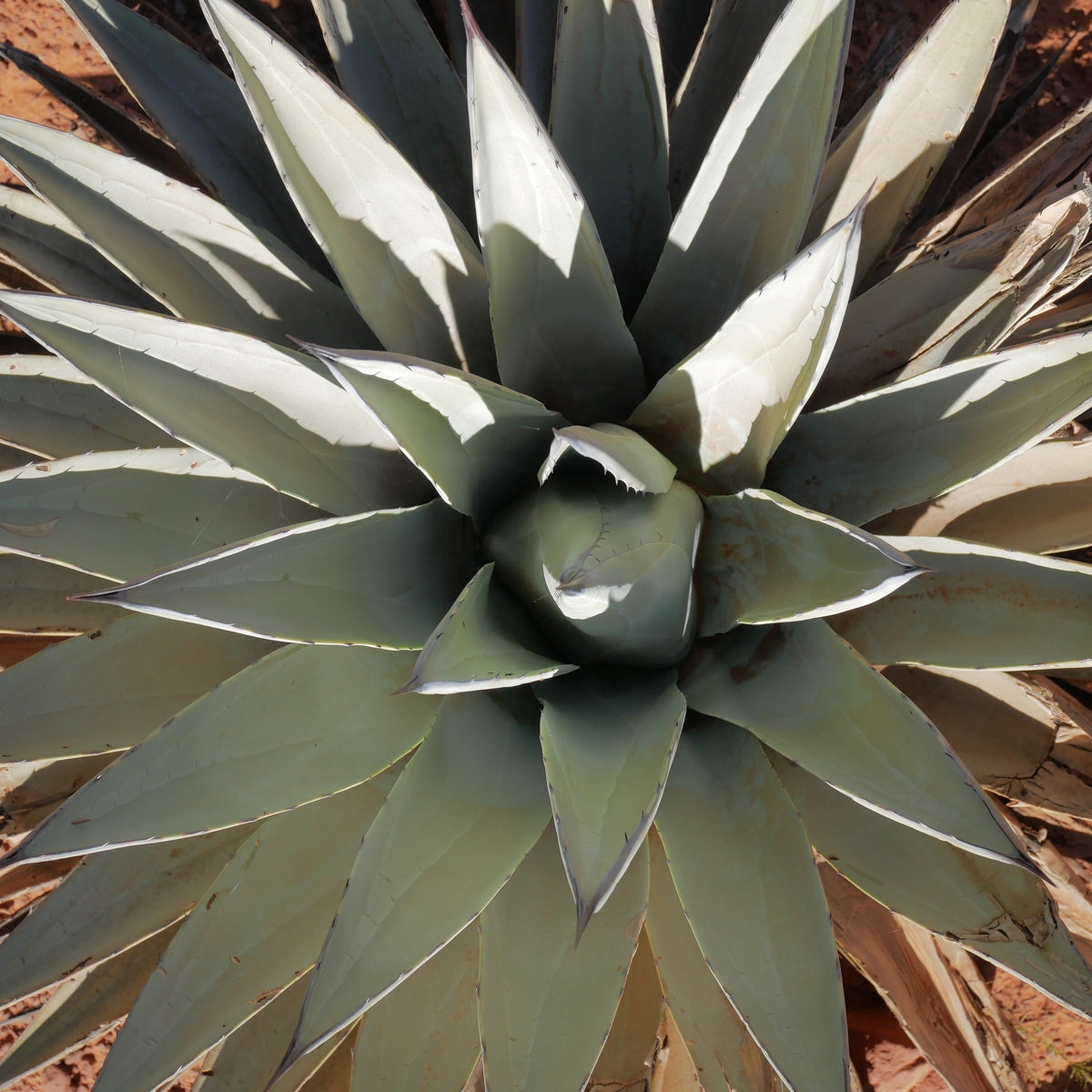 Agave Deserti Desert Agave | SiteOne