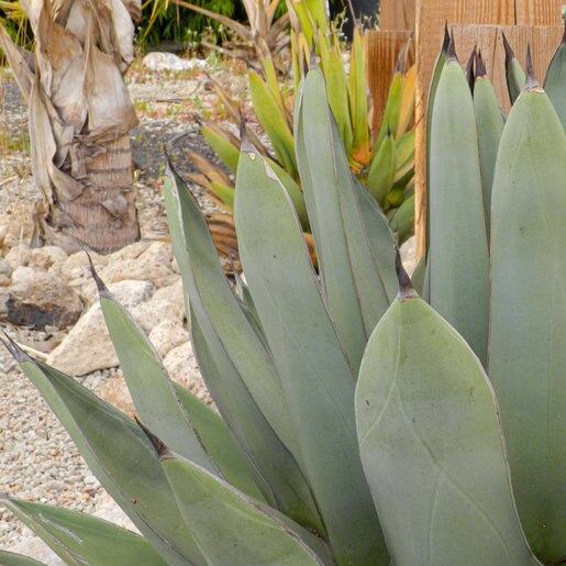 Agave Deserti Desert Agave | SiteOne