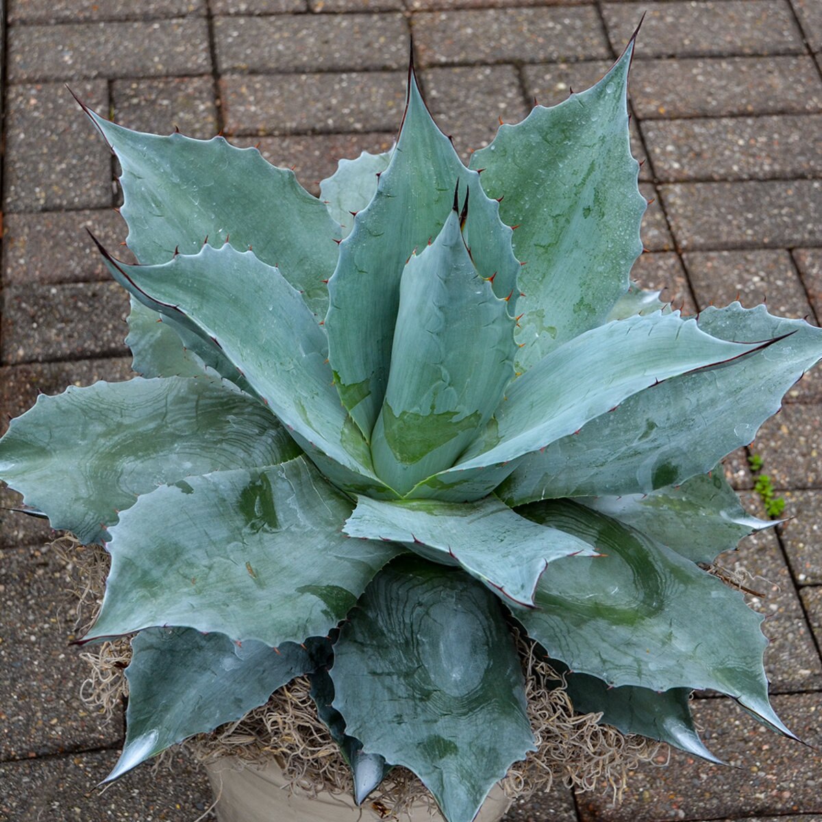 Agave Ovatifolia Frosty Blue Century Plant | SiteOne