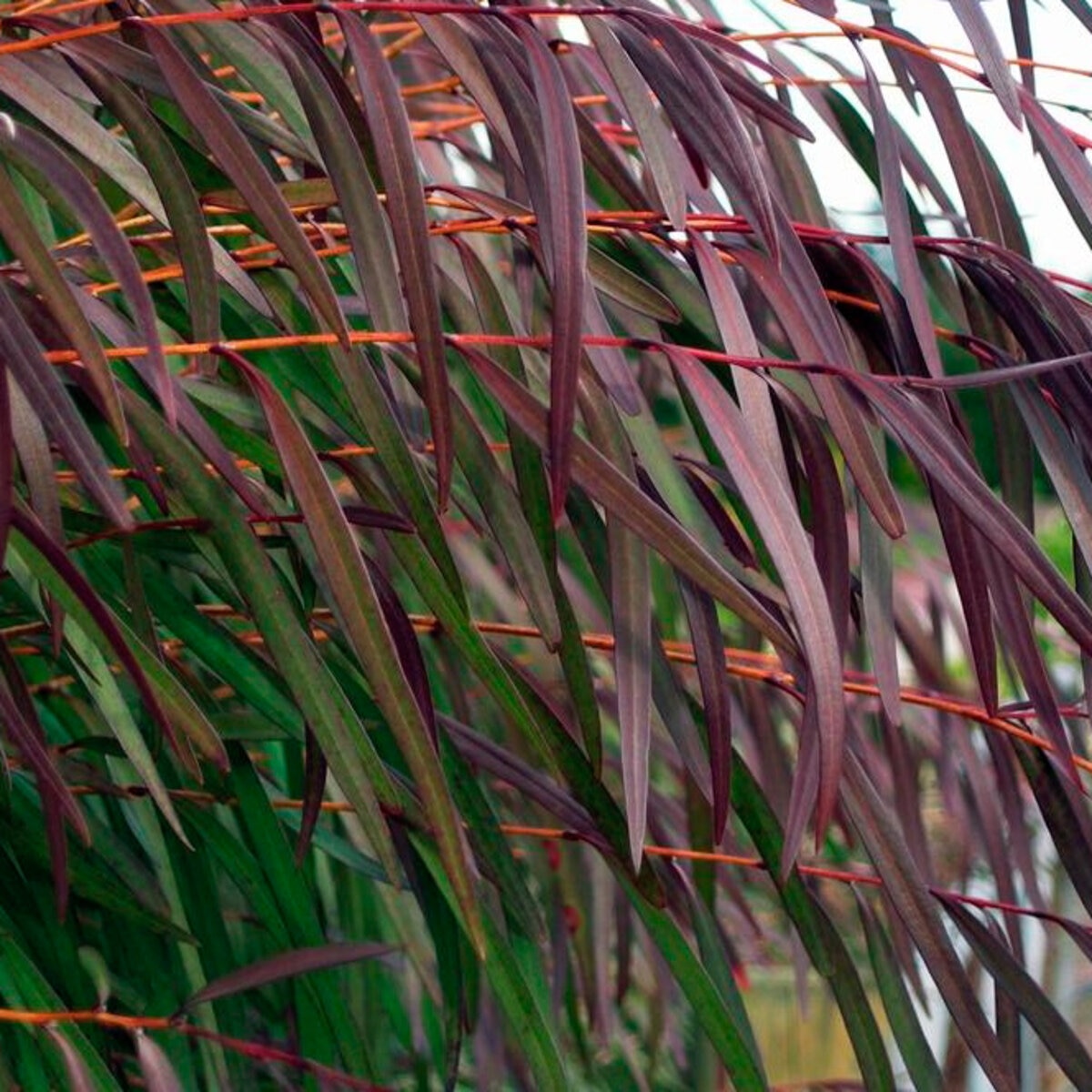 Agonis Flexuosa Burgundy Peppermint Willow | SiteOne