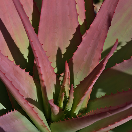 Aloe Cameronii Red Aloe | SiteOne