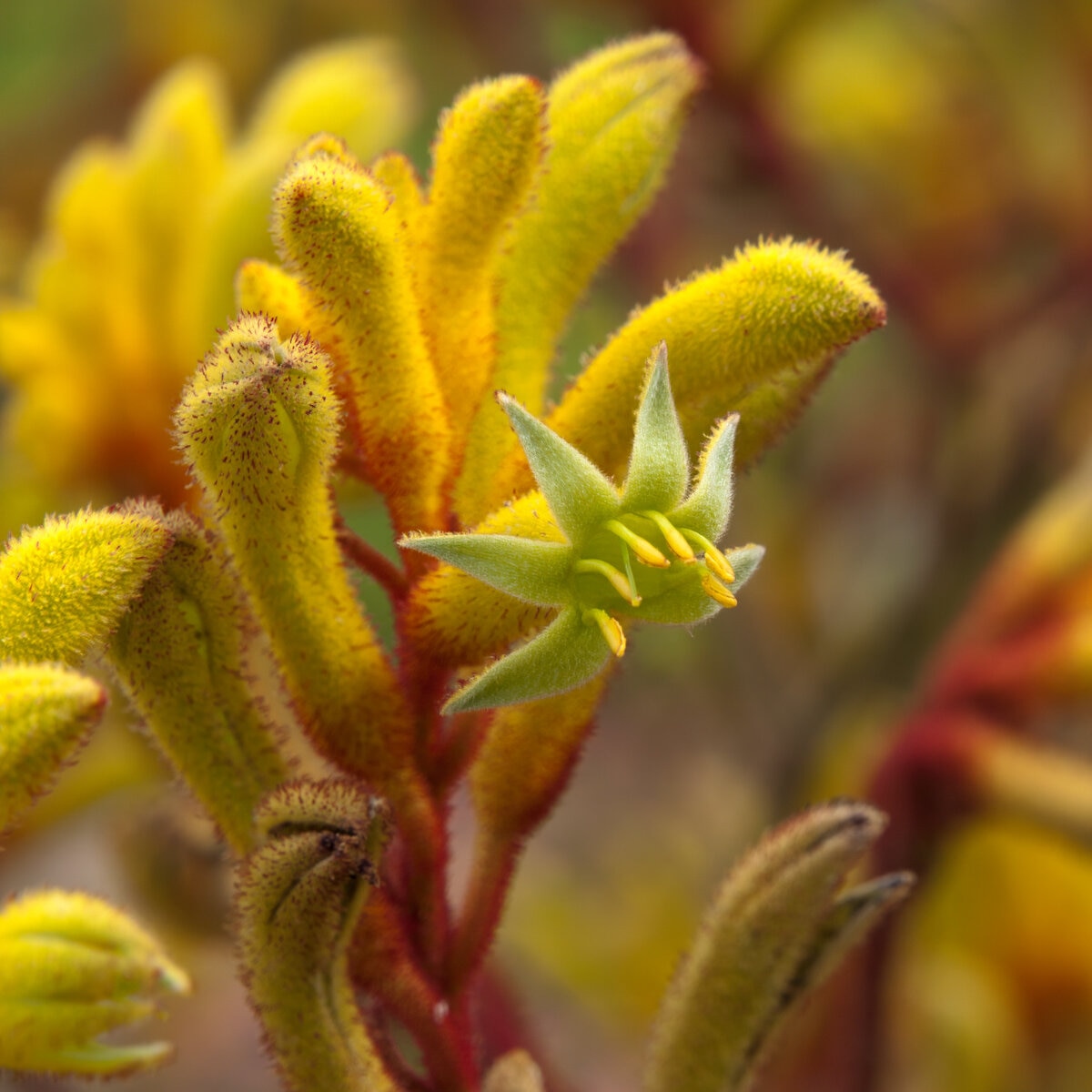 Anigozanthos X Gold Velvet Kangaroo Paws | SiteOne