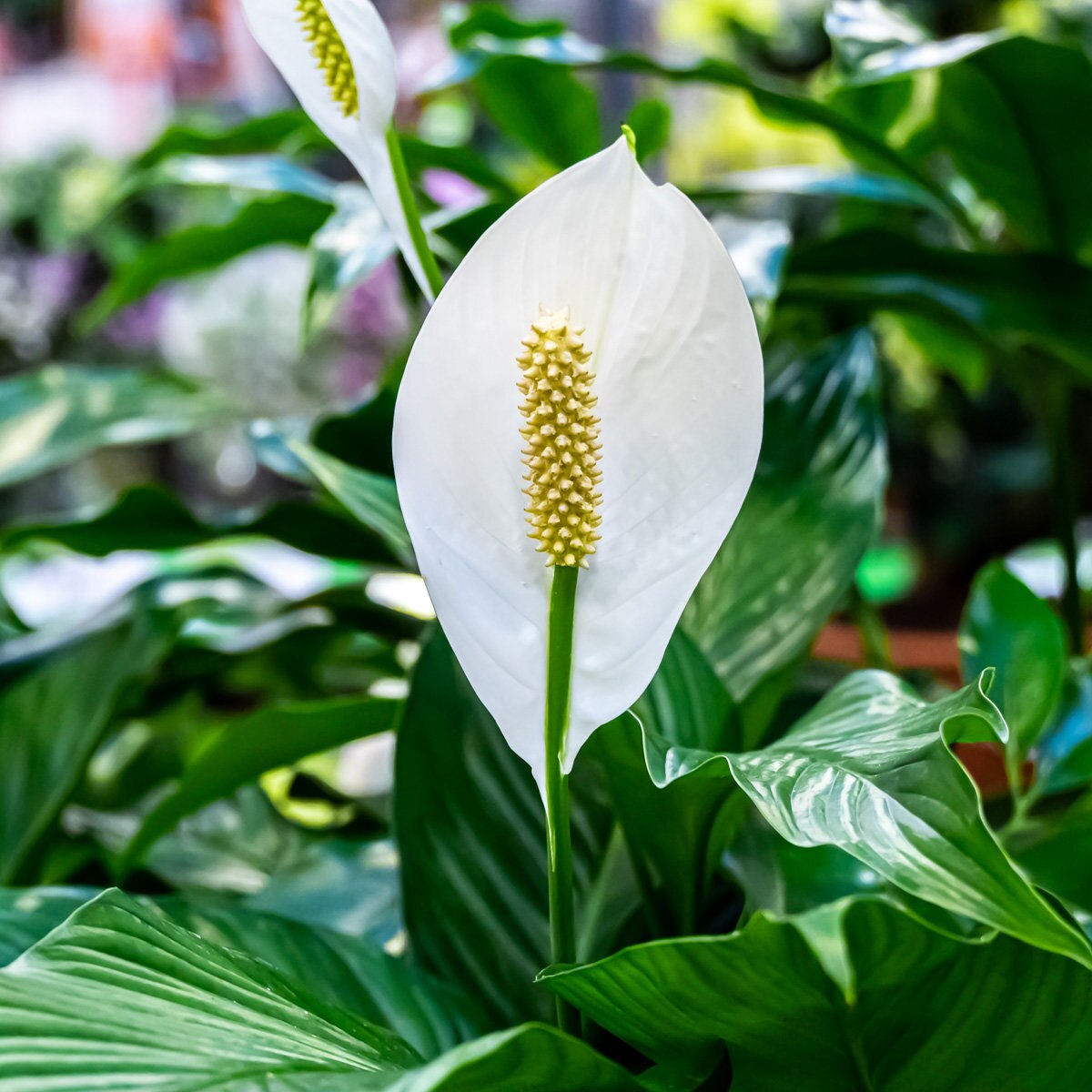 Anthurium Andraeanum White Flamingo Flower | SiteOne