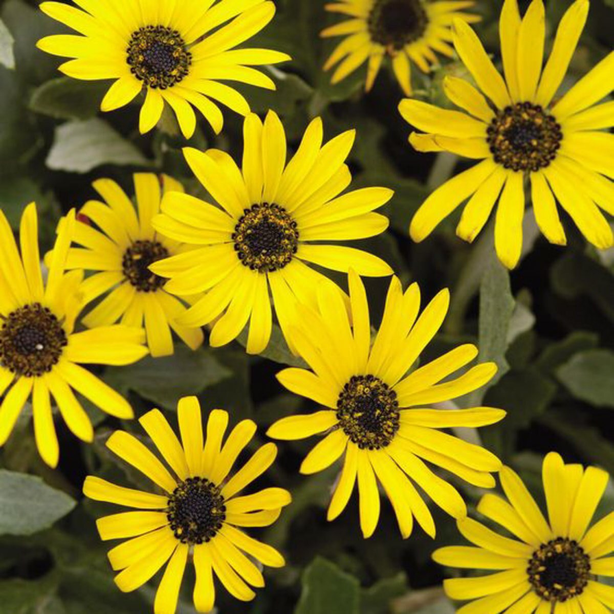 Arctotis X The Ravers Bumble Bee African Daisy | SiteOne