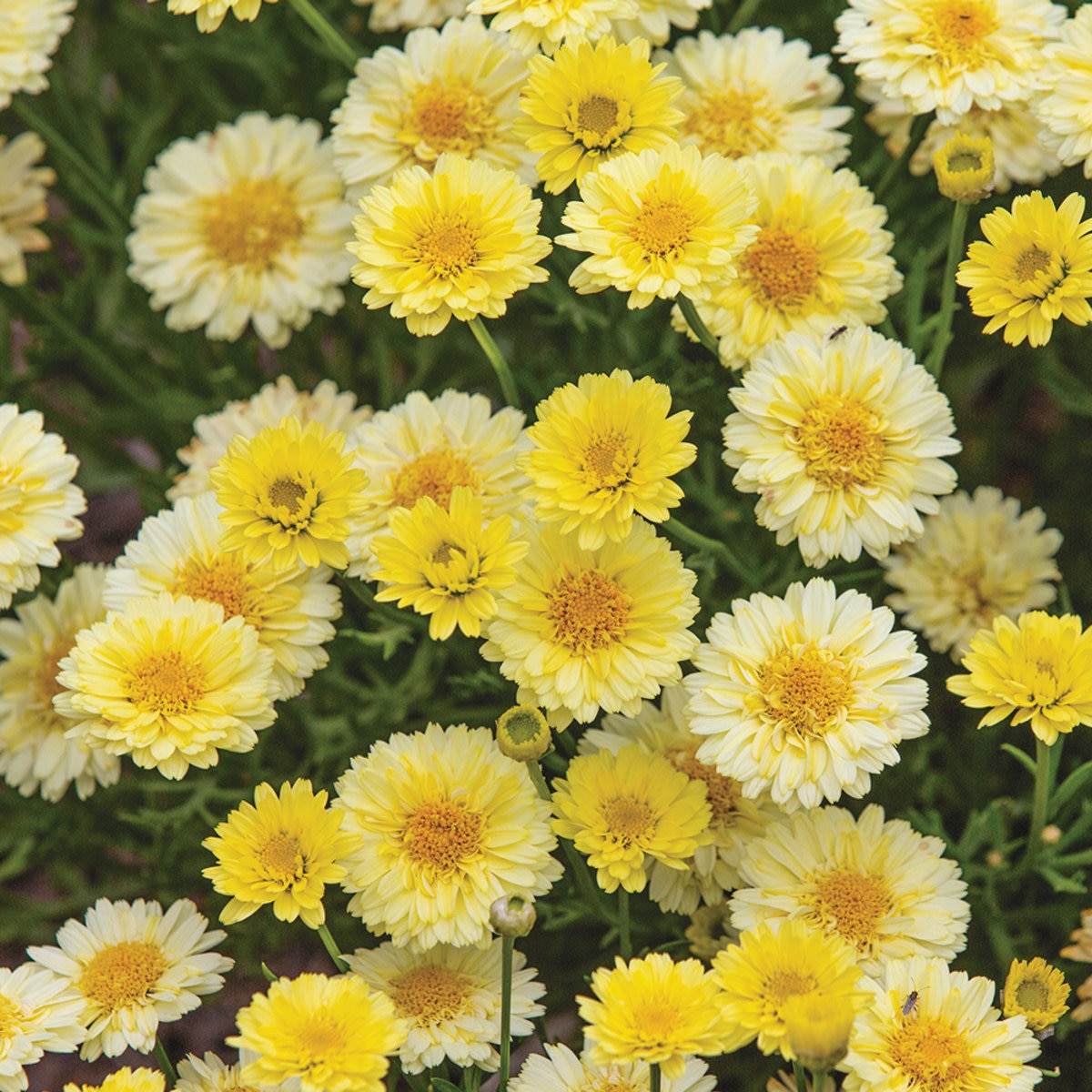 Argyranthemum Frutescens Angelic Maize Marguerite Daisy | SiteOne