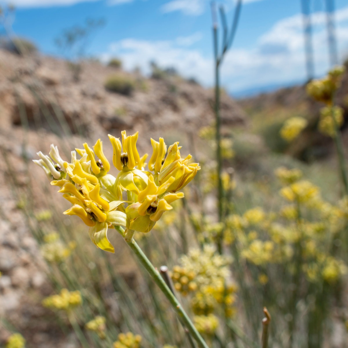 Asclepias Subulata Rush Milkweed | SiteOne