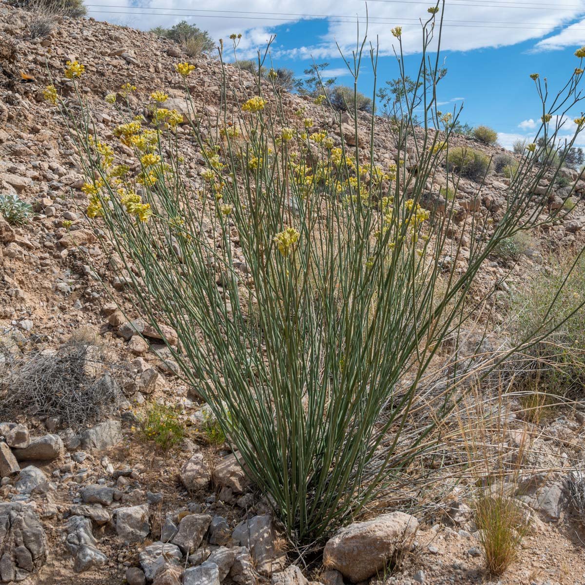 Asclepias Subulata Rush Milkweed | SiteOne