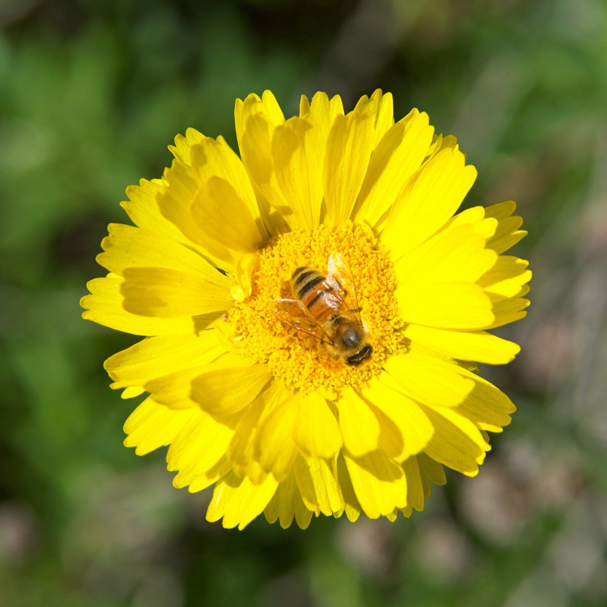 Baileya Multiradiata Desert Marigold | SiteOne