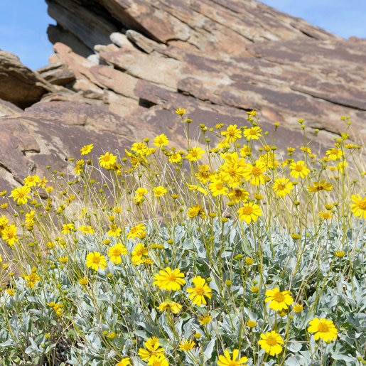 Baileya Multiradiata Desert Marigold | SiteOne
