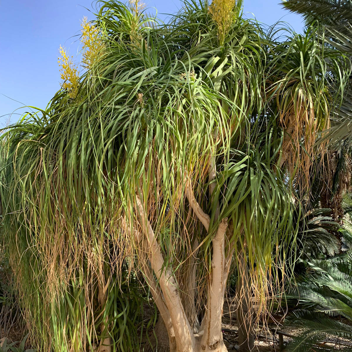 Beaucarnea Recurvata Ponytail Palm | SiteOne