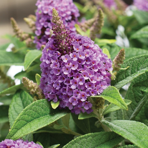 Buddleia Davidii Dapper Lavender Butterfly Bush | SiteOne