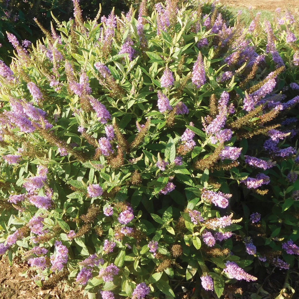 Buddleia Davidii Dapper Lavender Butterfly Bush | SiteOne