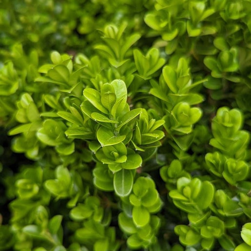 Buxus X NewGen Independence Boxwood | SiteOne