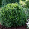 Buxus X NewGen Independence Boxwood | SiteOne