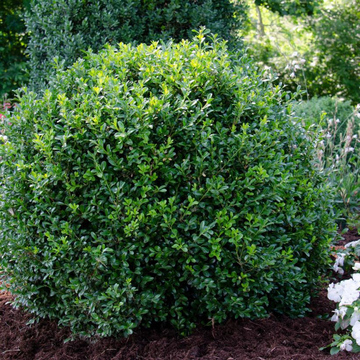 Buxus X NewGen Independence Boxwood | SiteOne