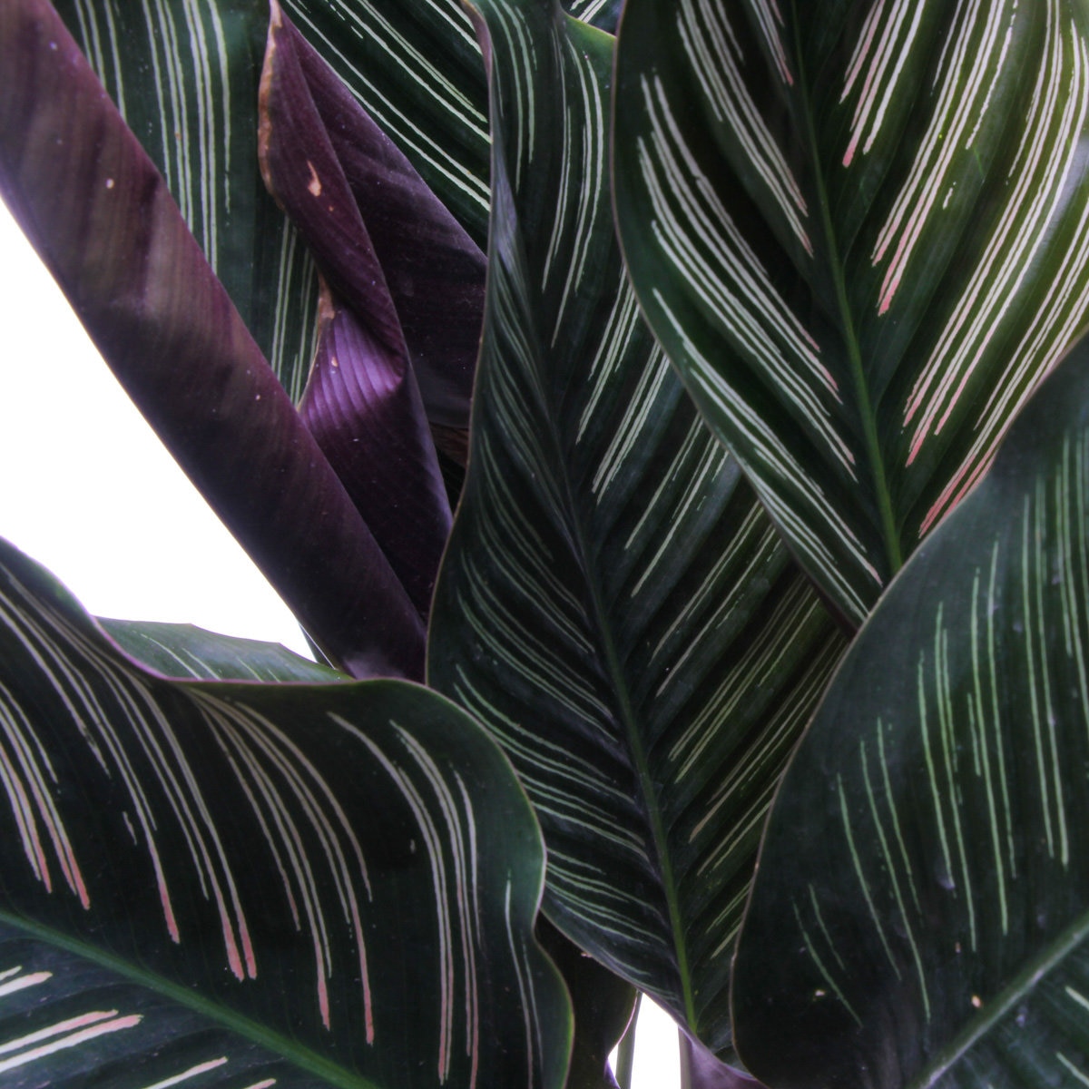 Calathea Ornata Pinstripe Plant | SiteOne