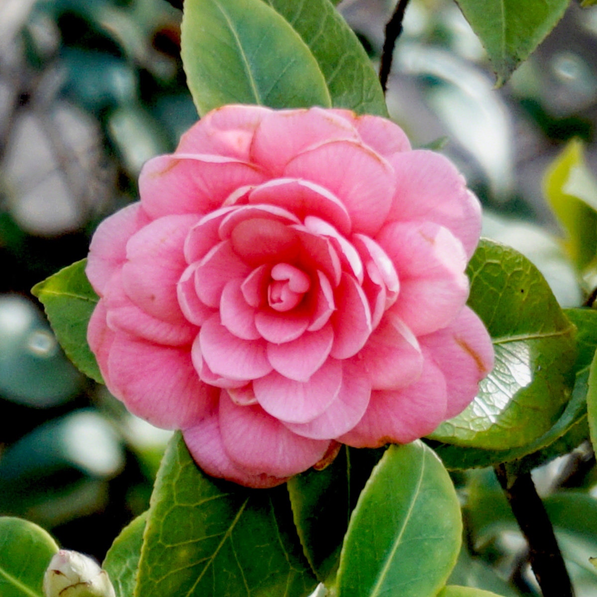 Camellia Japonica Mrs. Tingley Camellia | SiteOne