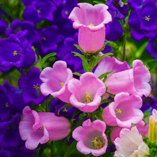 Campanula Medium Bellflower | SiteOne