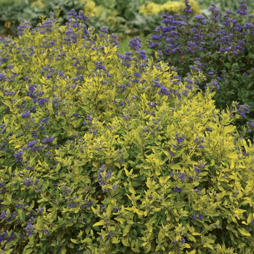 Caryopteris X Clandonensis Gold Crest Bluebeard | SiteOne