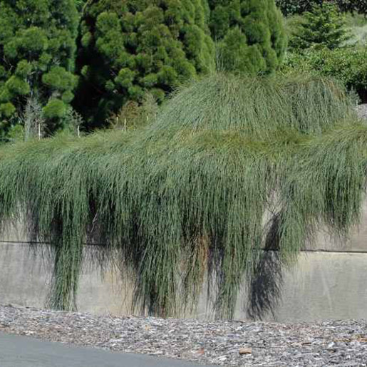 Casuarina Glauca Cousin It Prostrate Swamp Oak | SiteOne
