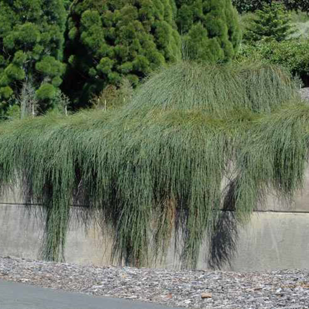 Casuarina Glauca Cousin It Prostrate Swamp Oak | SiteOne