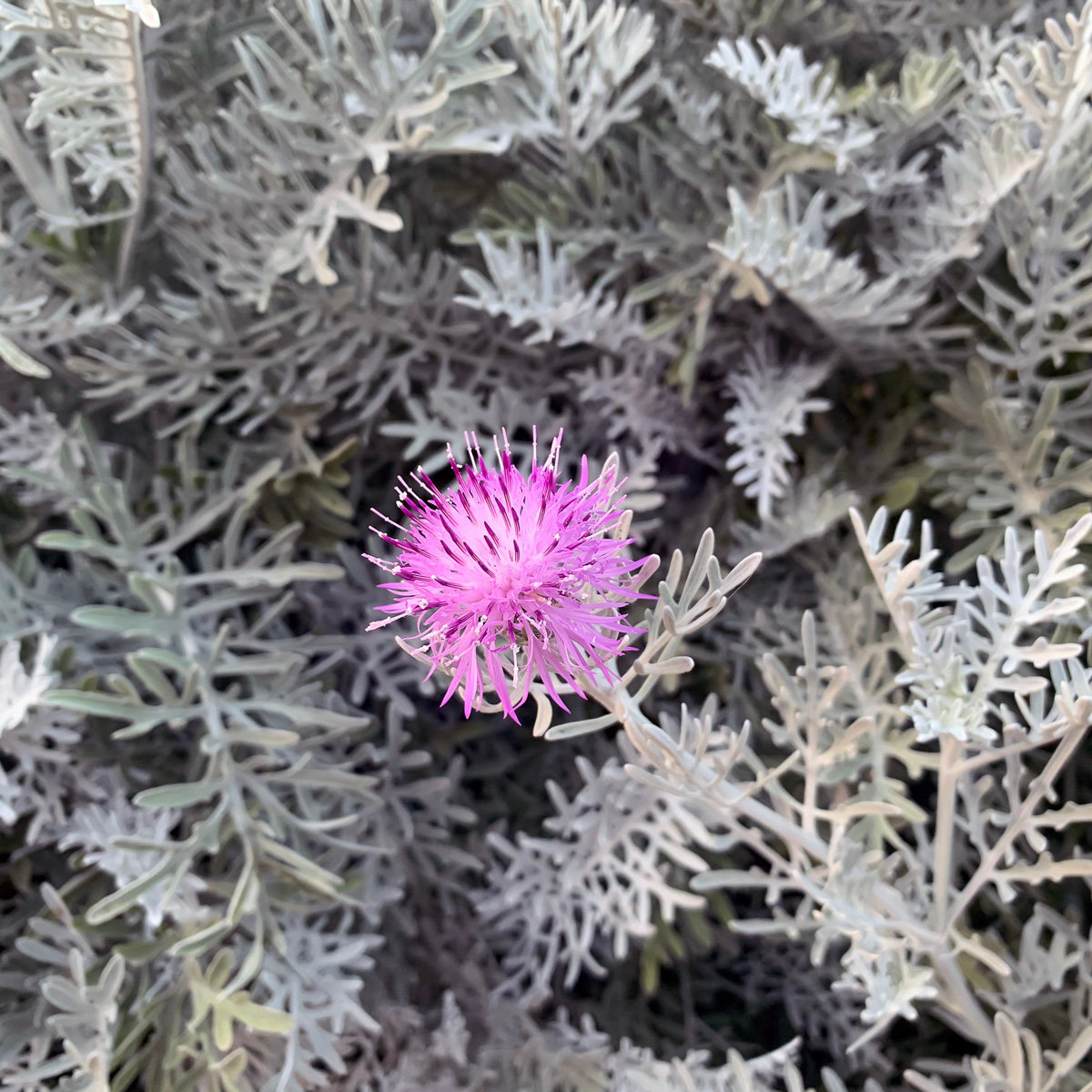 Centaurea Gymnocarpa Velvet Centaurea | SiteOne