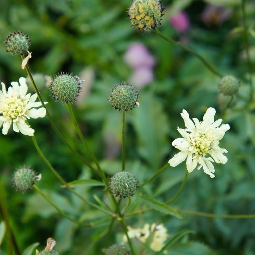 Cephalaria Gigantea Giant Yellow Scabious | SiteOne