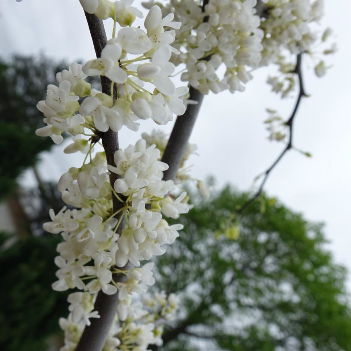 Cercis Canadensis Vanilla Twist Weeping Eastern Redbud | SiteOne