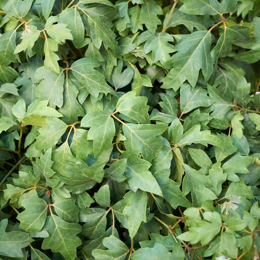 Cissus Rhombifolia Grape Ivy | SiteOne