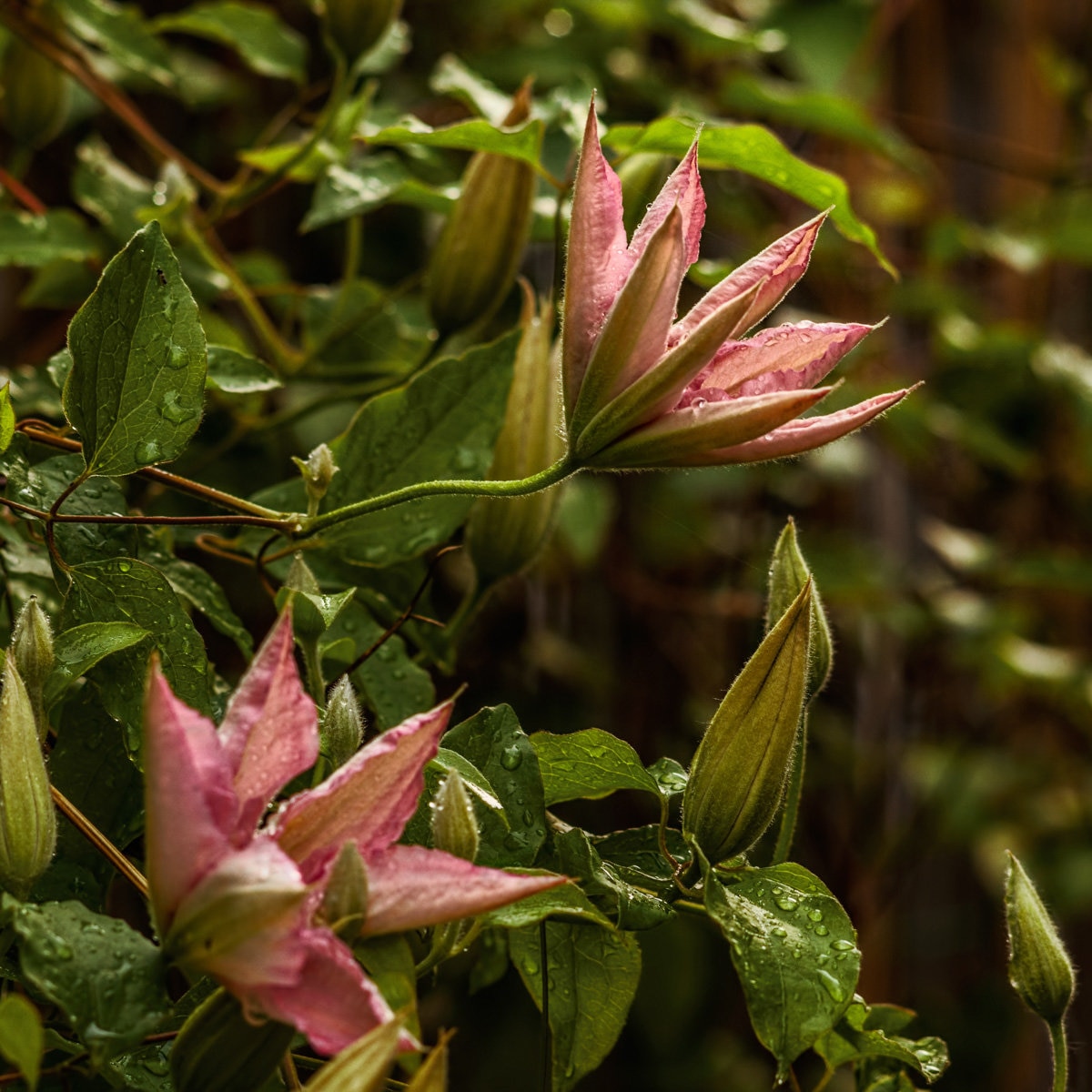 Clematis Sally Clematis | SiteOne
