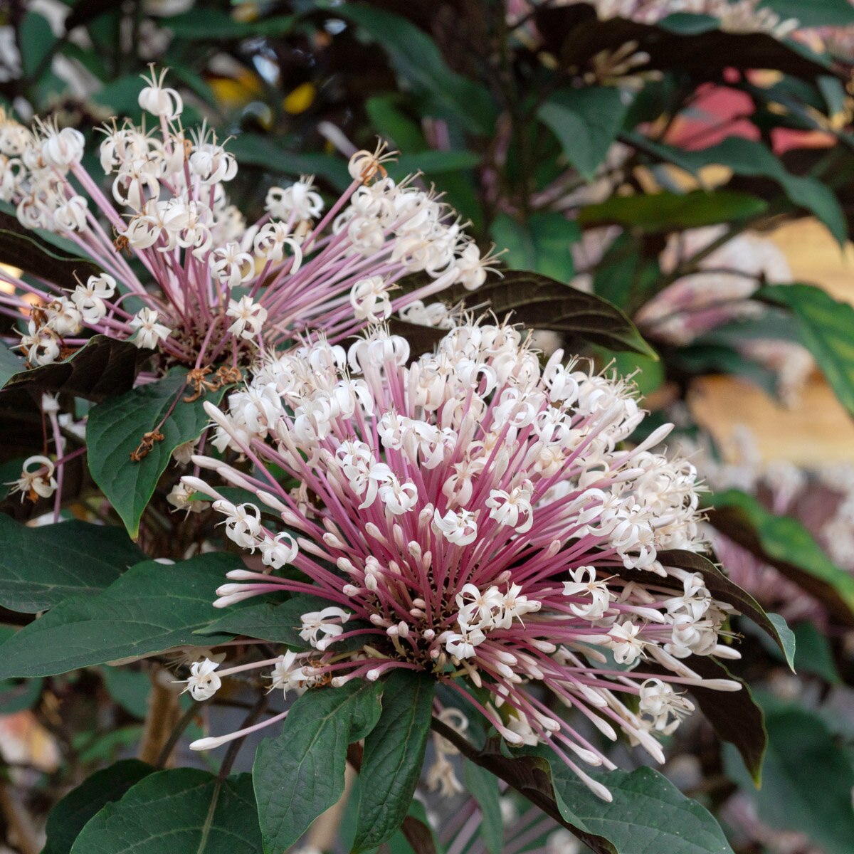 Clerodendrum Quadriloculare Shooting Star | SiteOne