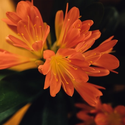 Clivia Miniata Belgian Hybrid Orange Kaffir Lily | SiteOne
