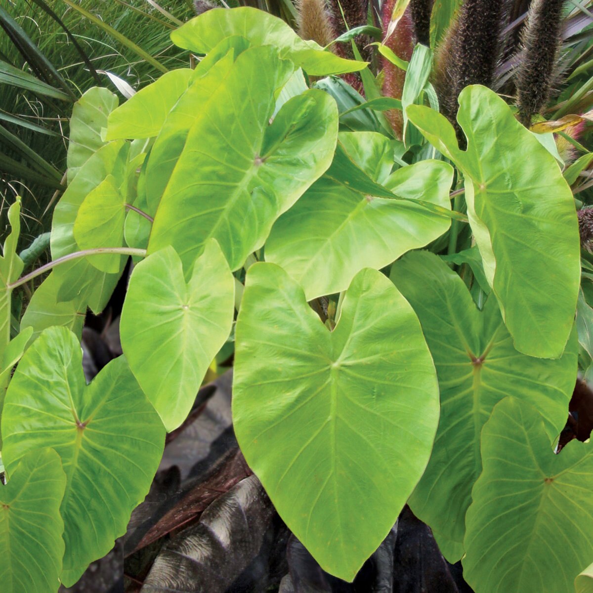 Colocasia Esculenta Royal Hawaiian Maui Gold Elephant E | SiteOne