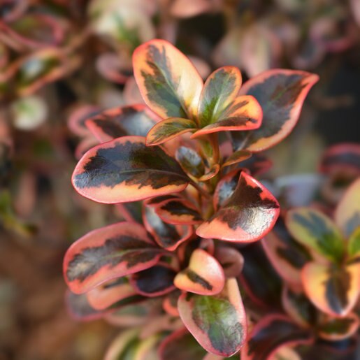 Coprosma Inferno Mirror Plant | SiteOne