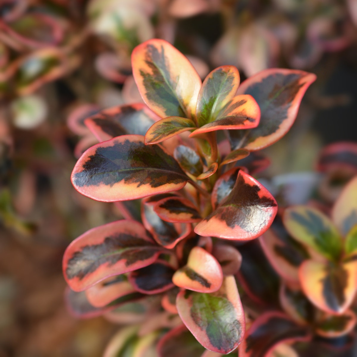 Coprosma Inferno Mirror Plant | SiteOne
