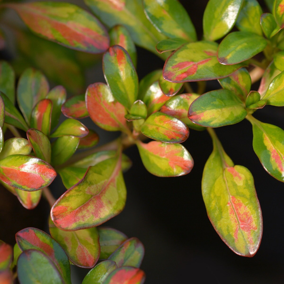 Coprosma Repens Lemon Lime Mirror Plant | SiteOne