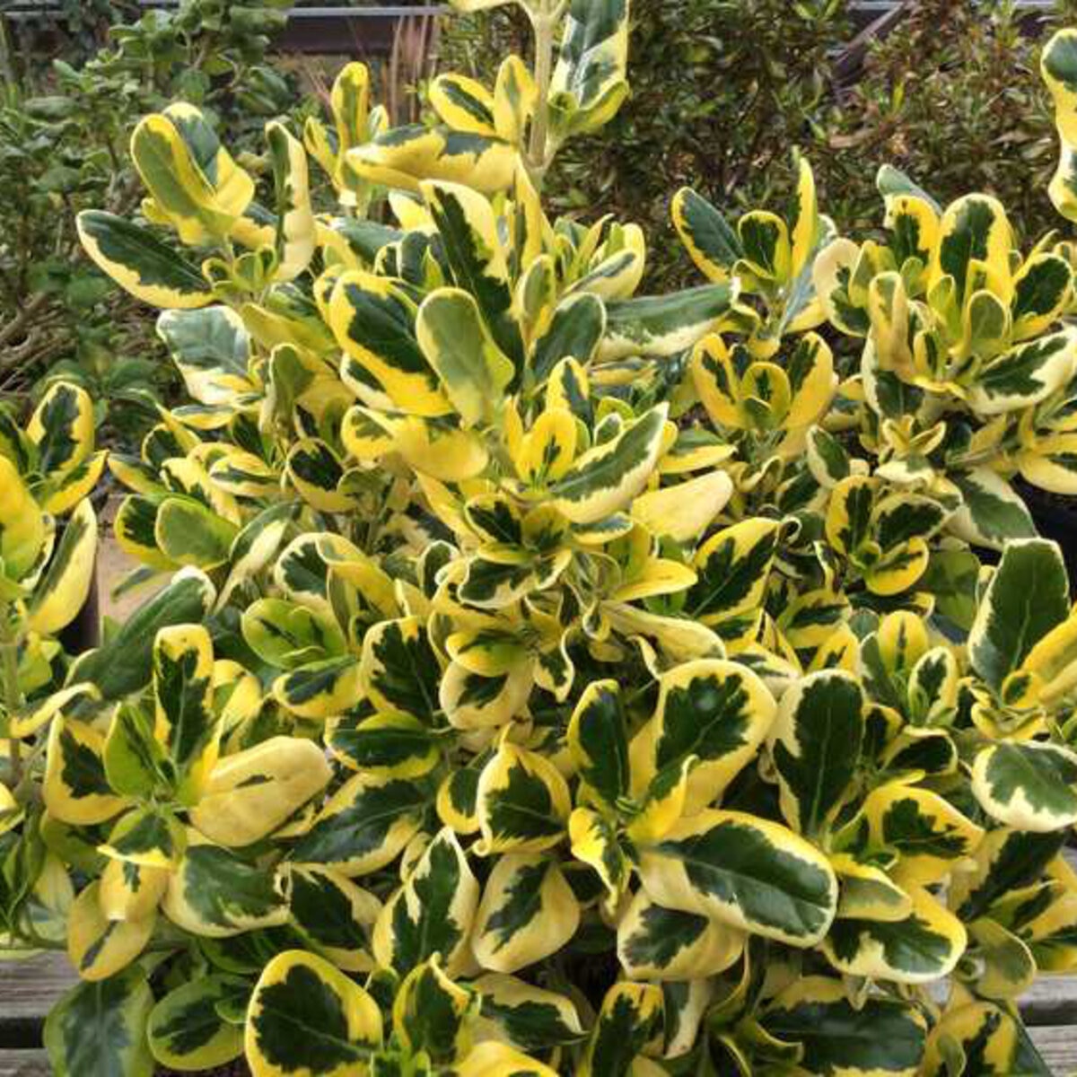 Coprosma Repens Taupata Gold Mirror Plant | SiteOne