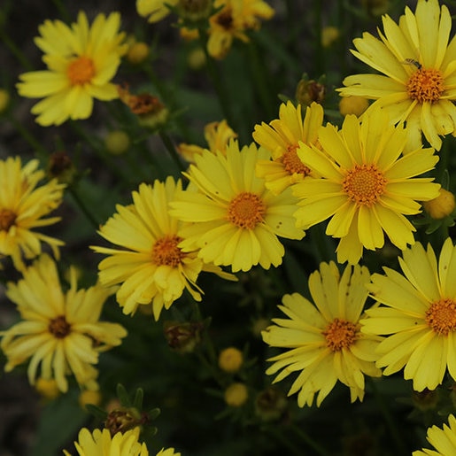 Coreopsis Auriculata Leading Lady Lauren Tickseed | SiteOne