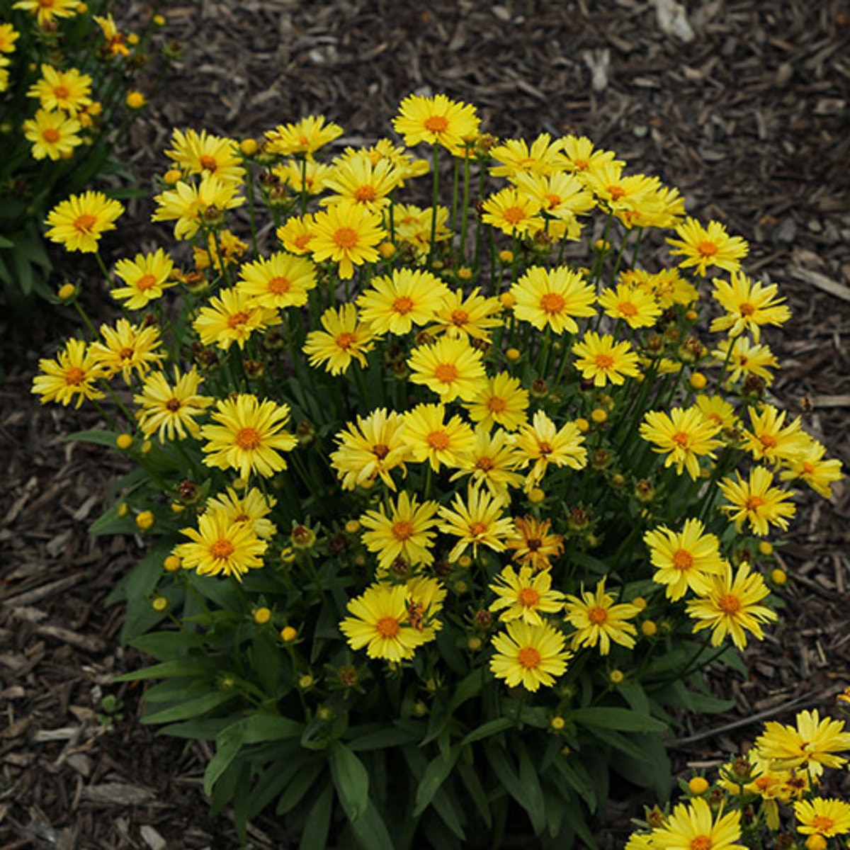 Coreopsis Auriculata Leading Lady Lauren Tickseed | SiteOne