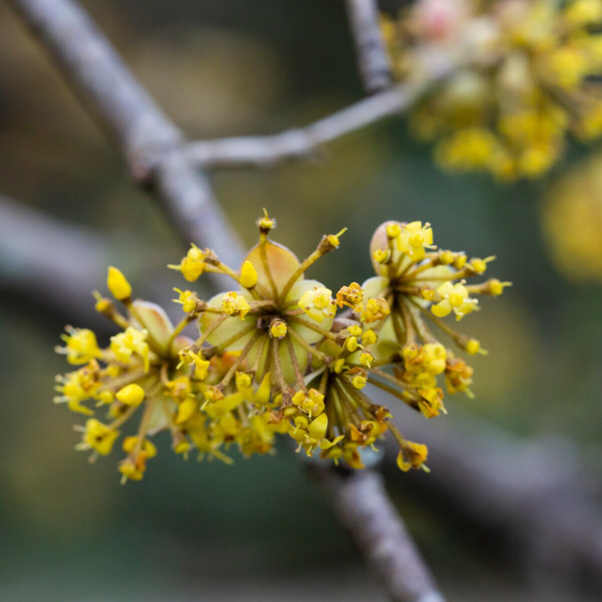 Cornus Officinalis 'Kintoki' Japanese Cornel Dogwood | SiteOne