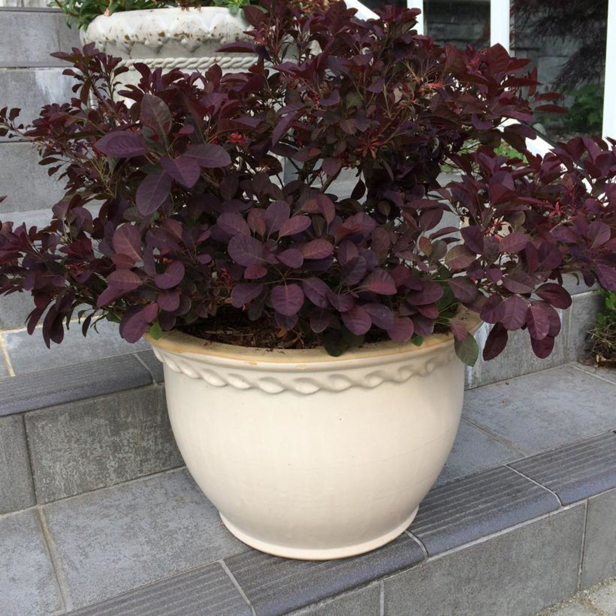 Cotinus Coggygria Velveteeny Purple Smoke Bush | SiteOne