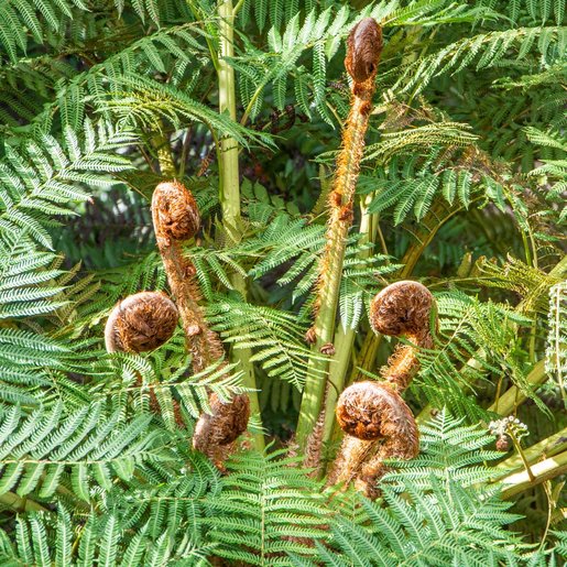 Cyathea Cooperi Australian Tree Fern | SiteOne
