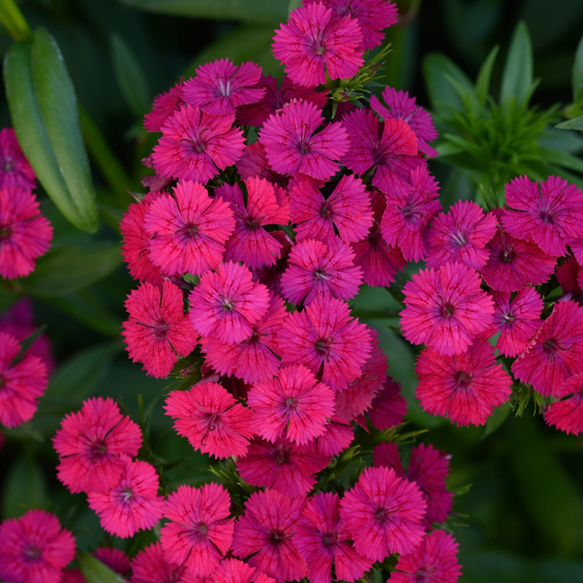 Dianthus Barbatus Interspecific Jolt Cherry Sweet Willi | SiteOne